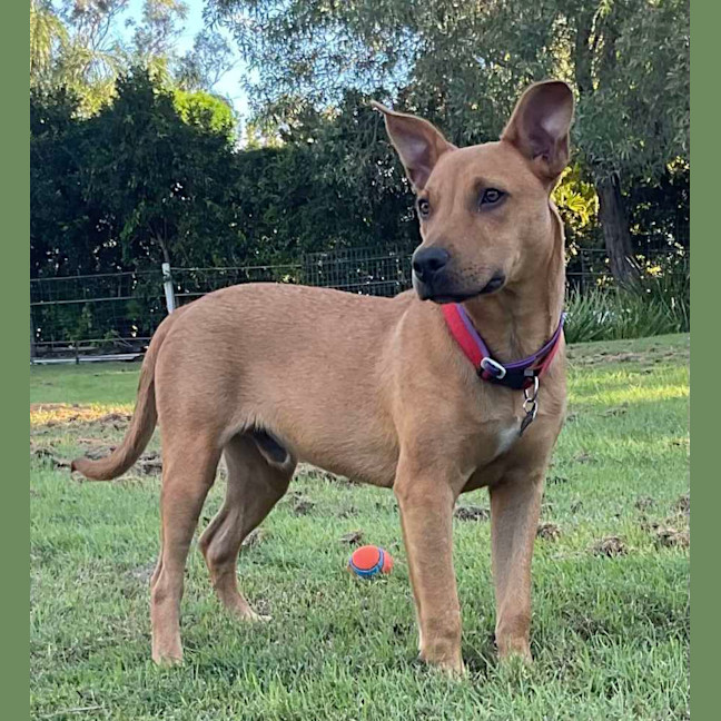 Buddy - Medium Male Rhodesian Ridgeback x Australian Cattle Dog Mix Dog ...