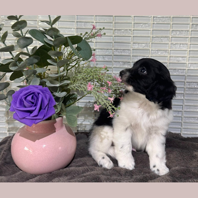 Cookie - Small Male Cocker Spaniel x Pomeranian Mix Dog in QLD - PetRescue