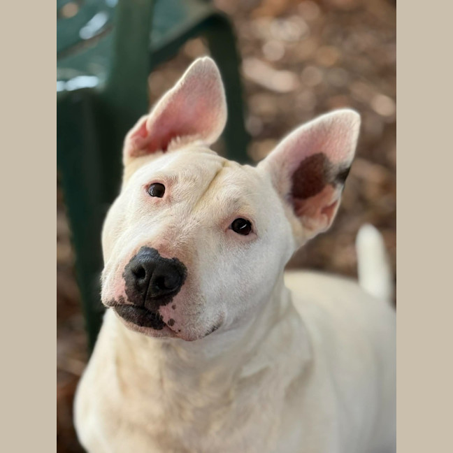 Stella - Medium Female Bull Terrier x French Bulldog Mix Dog in NSW ...