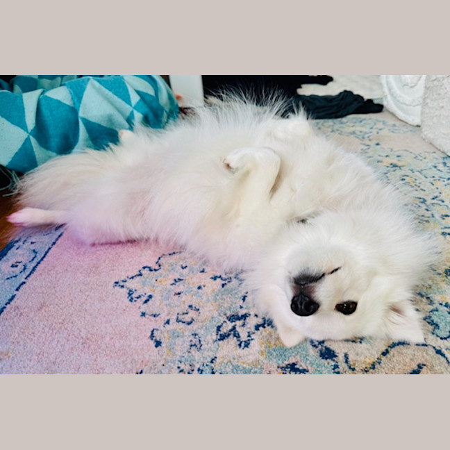 Kiko - Small Female Japanese Spitz Dog in VIC - PetRescue