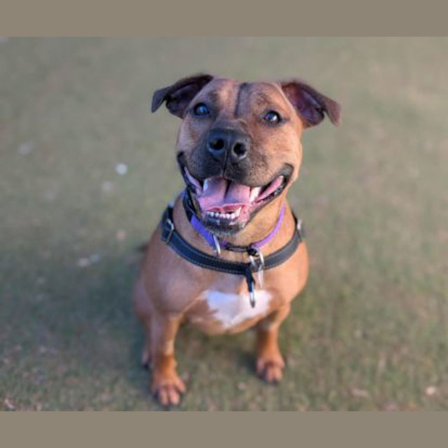 Winnie - Medium Female Staffy Mix Dog in VIC - PetRescue