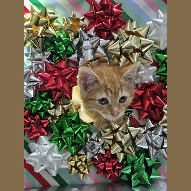 Soy Egg - Male Domestic Short Hair (DSH) Cat in NSW - PetRescue