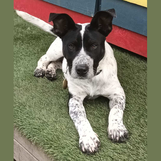 Statler - Medium Female Australian Cattle Dog x Australian Kelpie Mix ...