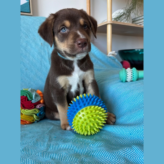 Ollie - Medium Male Mixed breed Mix Dog in NSW - PetRescue