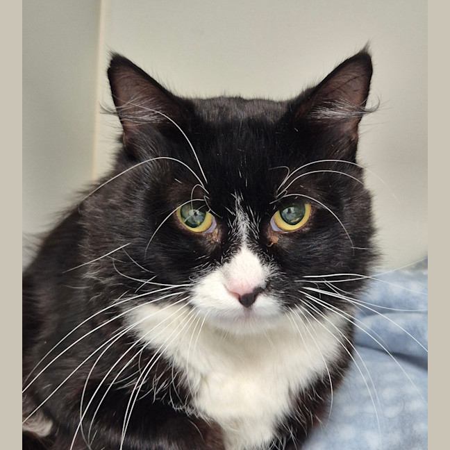 Magnum - Male Domestic Short Hair Mix Cat in VIC - PetRescue