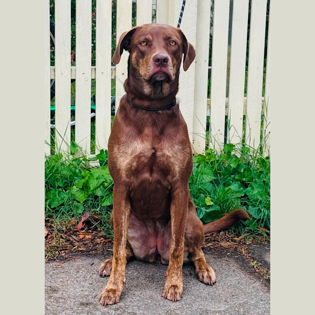 Bee - Medium Female German Shorthaired Pointer x Labrador Retriever x ...
