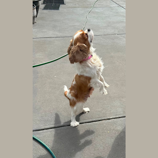 Bindi - Medium Female Cavalier King Charles Spaniel Dog in VIC - PetRescue