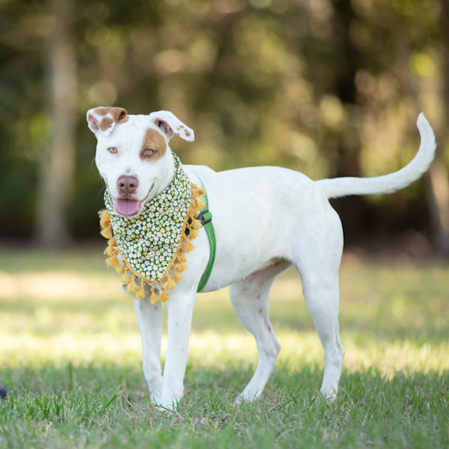 Winnie (previously Juno) - Medium Female Staffordshire Bull Terrier Mix Dog in QLD - PetRescue
