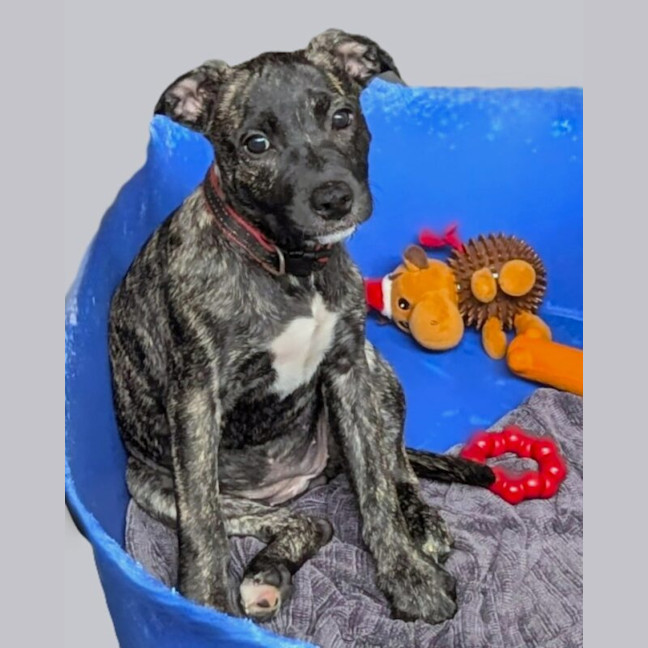 Baylee - Medium Female American Staffordshire Terrier Dog in NSW - PetRescue