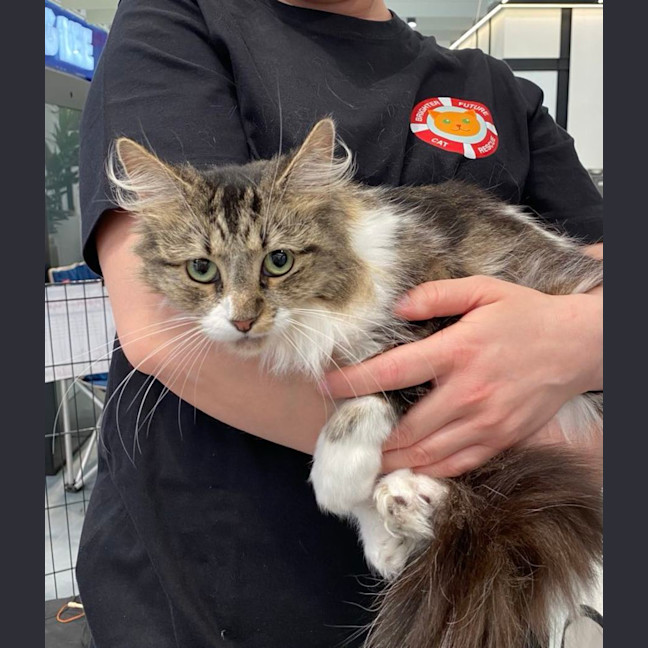 Cottontail - Female Domestic Long Hair (DLH) Cat in NSW - PetRescue