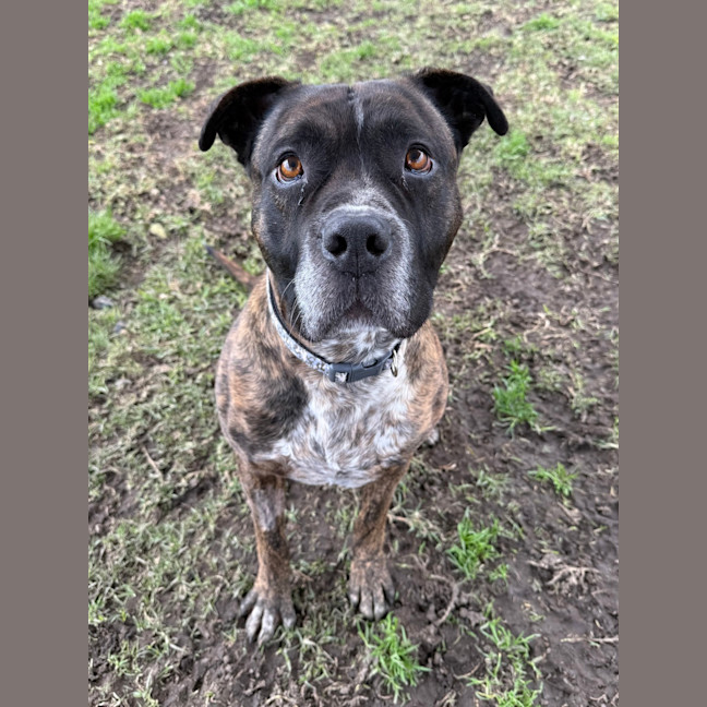 Simba - Large Male Bull Arab Mix Dog in VIC - PetRescue