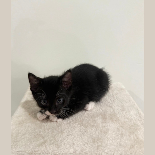 Tuxy - Male Domestic Short Hair (DSH) Cat in NT - PetRescue