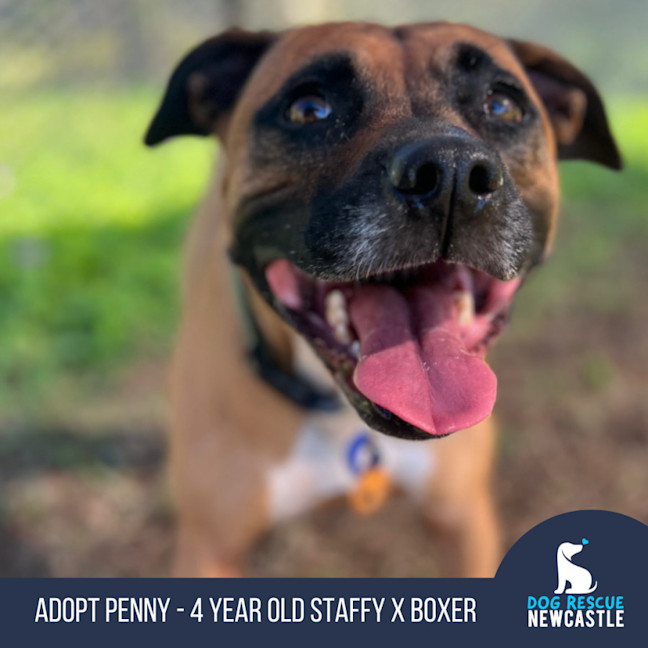 Penny - 4 year old Staffy x Boxer - Medium Female Staffordshire Bull ...