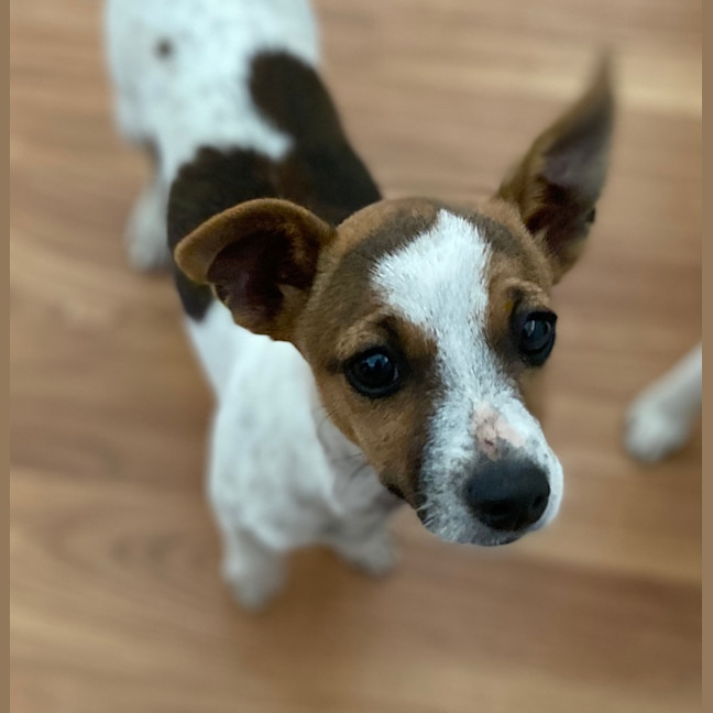 Layla - Small Female Fox Terrier (Miniature) Dog in NSW - PetRescue