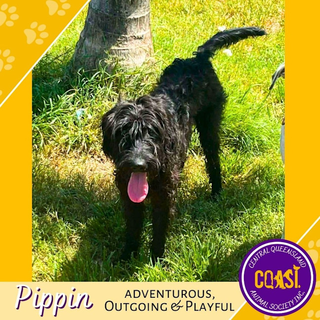 Pippin - Medium Male Mixed breed Dog in QLD - PetRescue