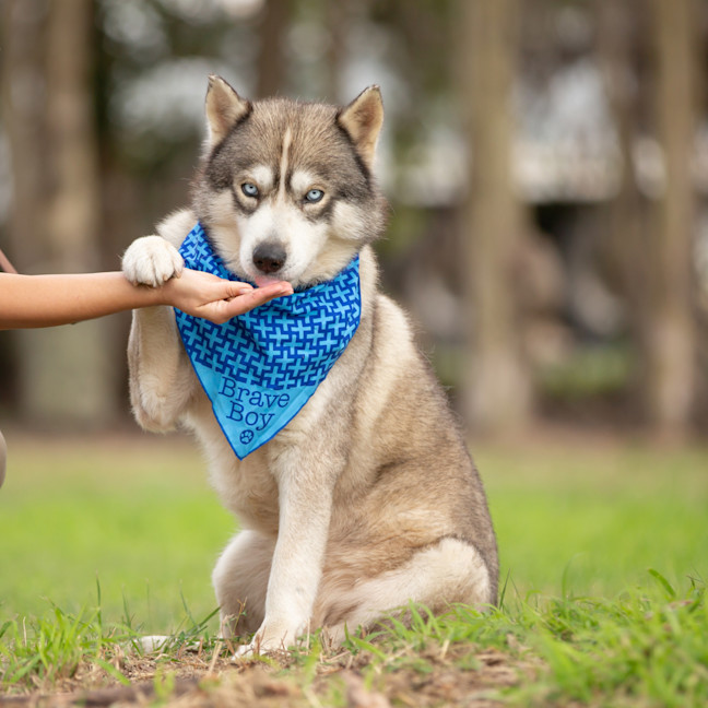 Aslan - Medium Male Siberian Husky Mix Dog in QLD - PetRescue