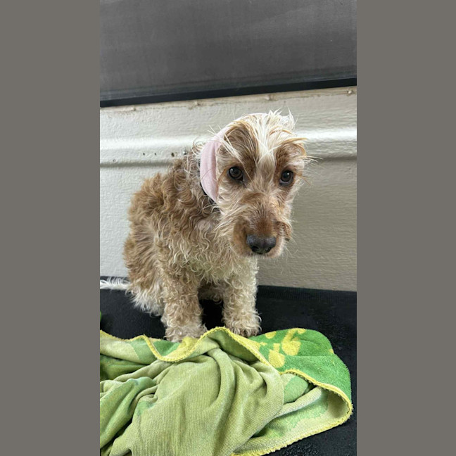 Libra - Medium Female Cocker Spaniel Mix Dog in VIC - PetRescue