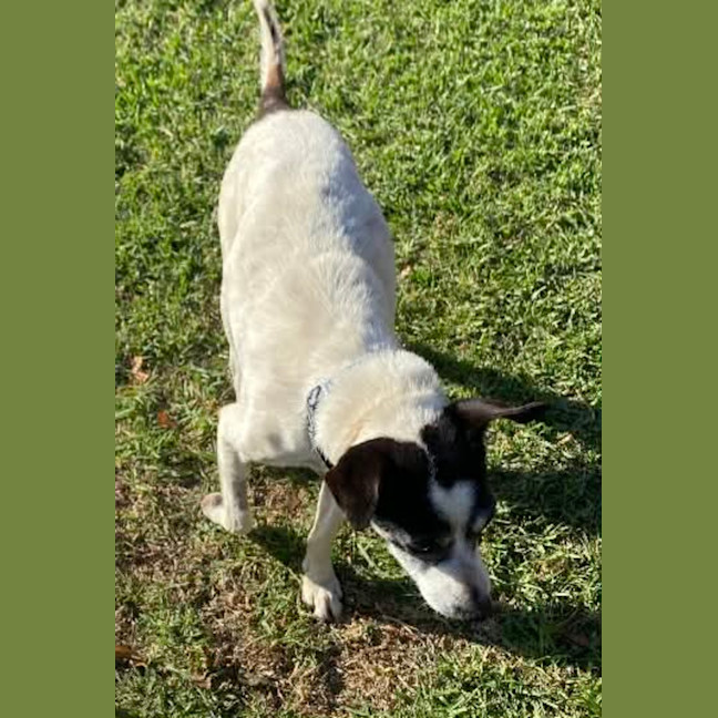 Rex - Small Male Fox Terrier (Miniature) Dog in NSW - PetRescue