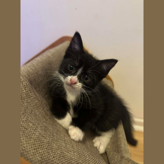 Narnia - Female Domestic Short Hair (DSH) Cat in QLD - PetRescue