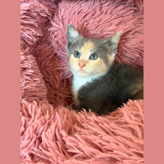 Bada - Female Domestic Short Hair (DSH) Cat in QLD - PetRescue