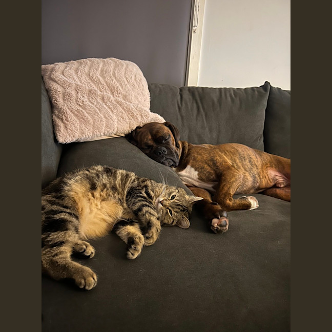 Tyson - Medium Male Boxer Dog in VIC - PetRescue