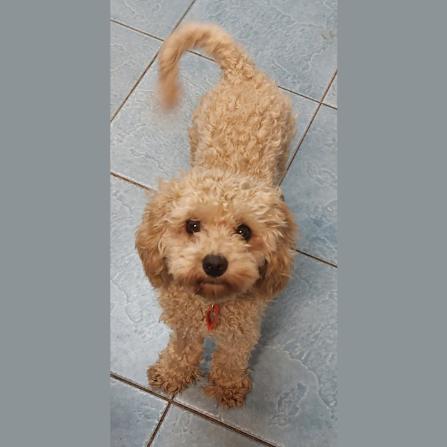 Vaughn - Small Male Bichon Frise Mix Dog in NSW - PetRescue