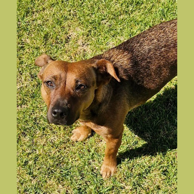 Cindy - Small Female Mixed breed Mix Dog in WA - PetRescue
