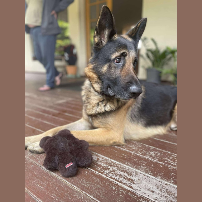 Fletcher - Large Male German Shepherd Dog Dog in QLD - PetRescue