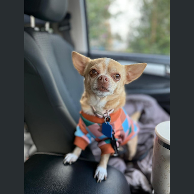Dorothy - Small Female Chihuahua Dog in VIC - PetRescue