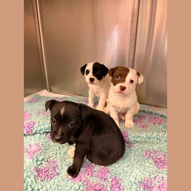 Taharo - Small Female Jack Russell Terrier Mix Dog in VIC - PetRescue