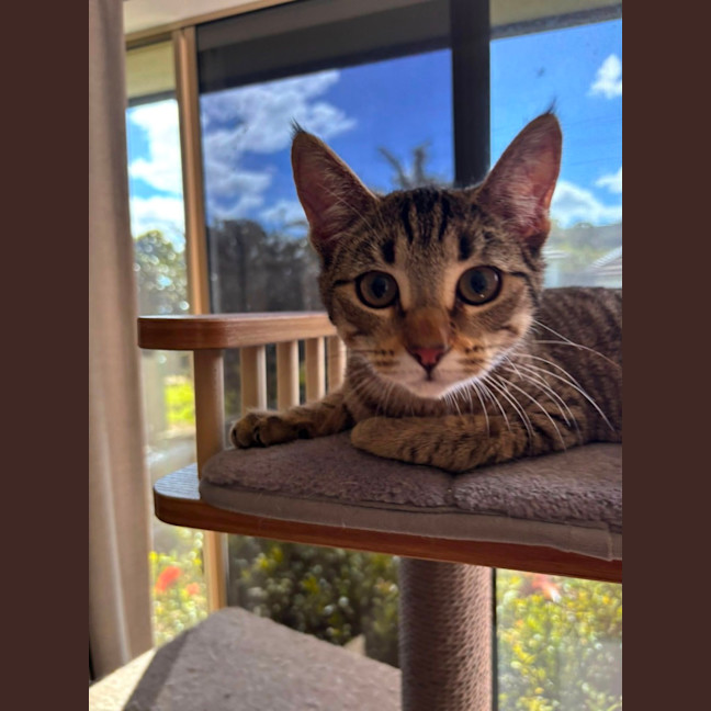 Mopsy - Female Domestic Short Hair (DSH) Cat in QLD - PetRescue