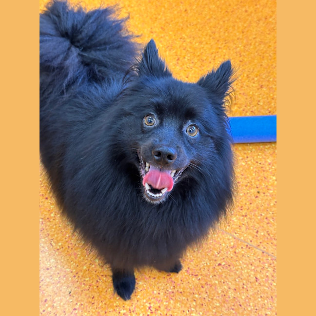 Odin - Small Male German Spitz Mix Dog in QLD - PetRescue