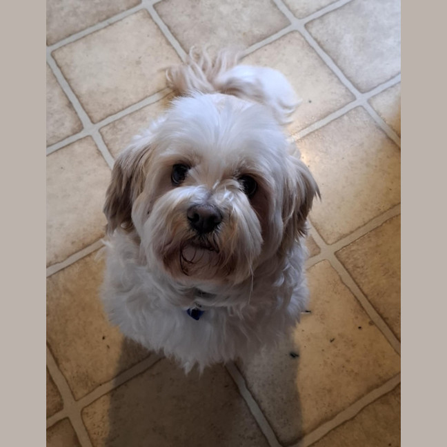 Lucy - Small Female Lhasa Apso Dog in VIC - PetRescue