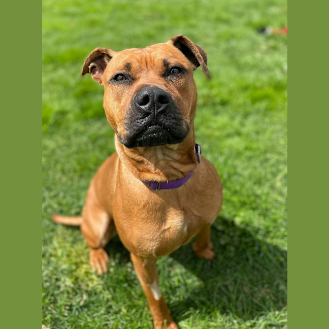 Star - Medium Female American Staffy Mix Dog in VIC - PetRescue