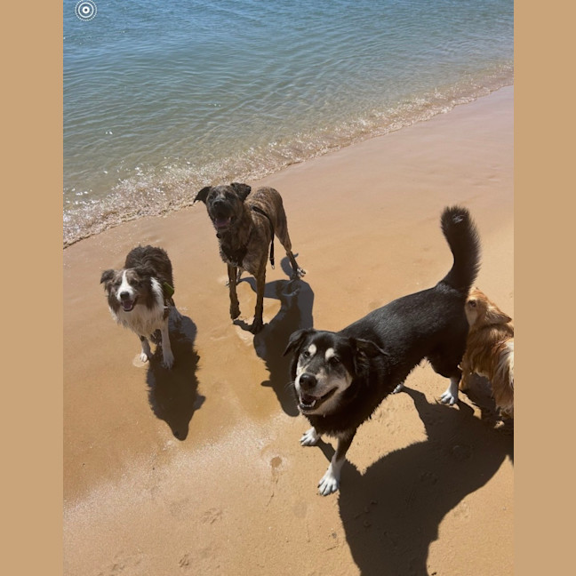 Neo - Large Male Labrador Retriever Mix Dog in NSW - PetRescue