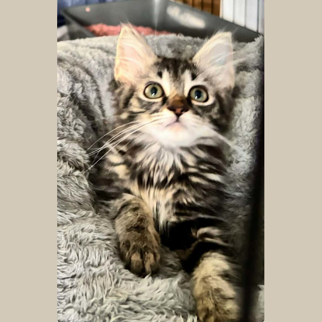 Gypsy Rose - Female Domestic Short Hair (DSH) Cat in VIC - PetRescue