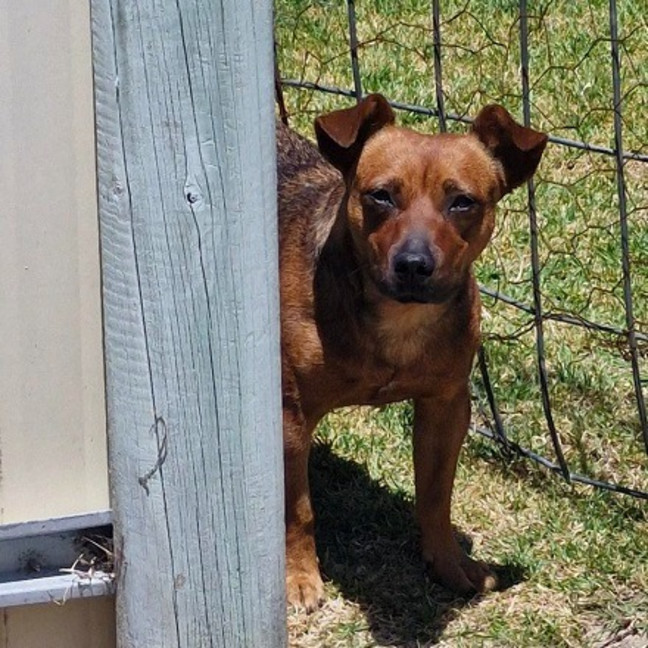 Cindy - Small Female Mixed breed Mix Dog in WA - PetRescue