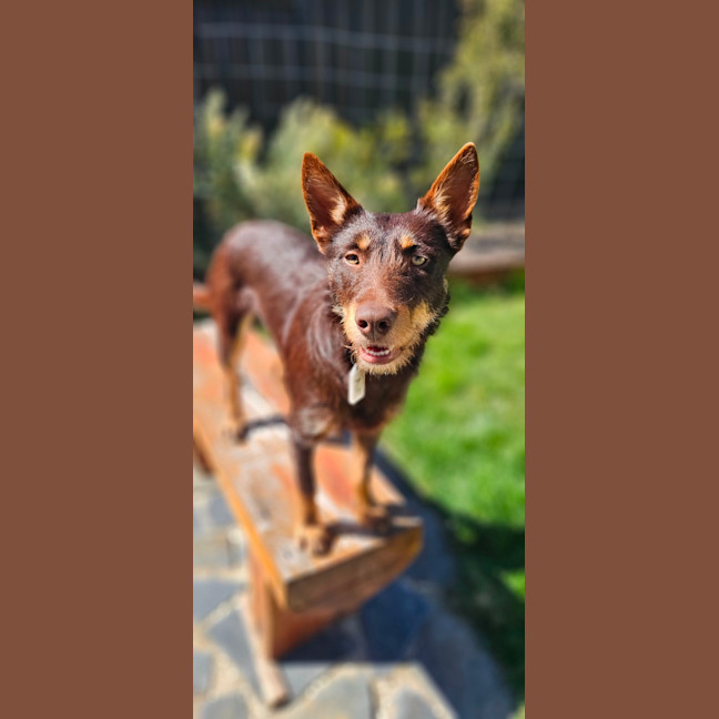 Ruby - Medium Female Australian Kelpie Mix Dog in ACT - PetRescue