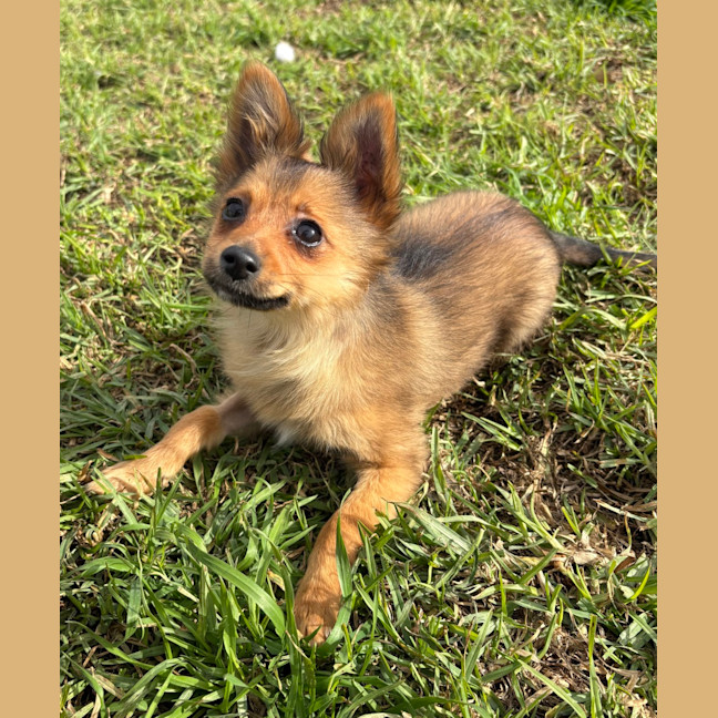 Ruby - Small Female Fox Terrier x Pomeranian Mix Dog in VIC - PetRescue