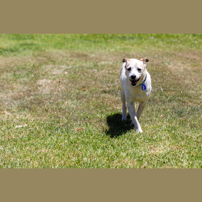 Rex - 14 Year Old Mini Foxie - Small Male Fox Terrier (Miniature) Dog ...