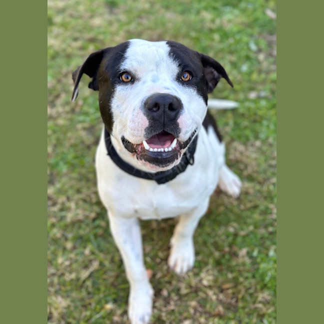 Prince - Large Male American Bulldog x American Staffordshire Terrier ...