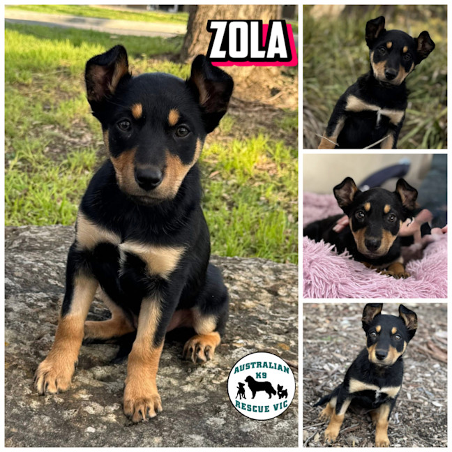 Zola - Medium Female Australian Cattle Dog Mix Dog in VIC - PetRescue