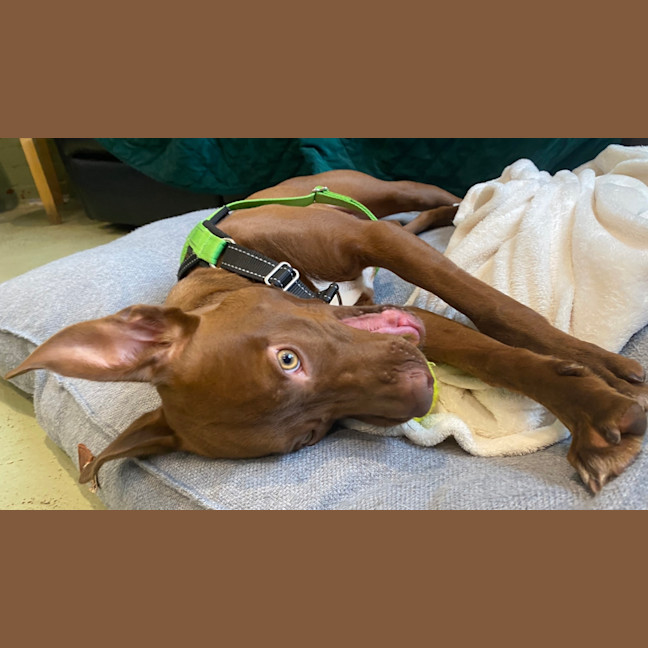 Scarlett - Medium Female Kelpie x American Staffordshire Terrier Mix Dog in VIC - PetRescue