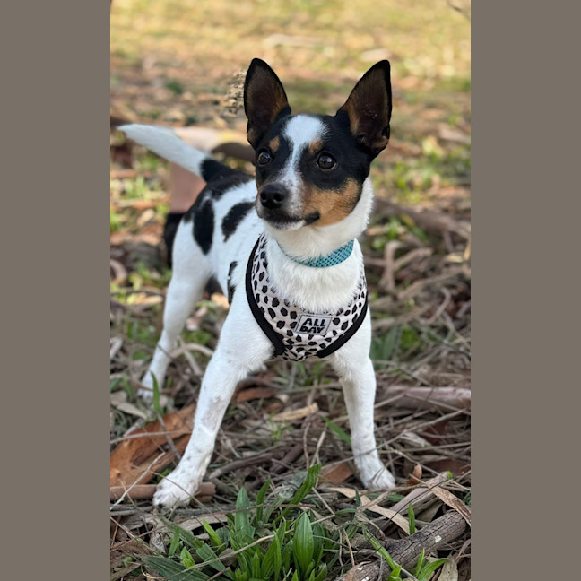 Tommy - Small Male Tenterfield Terrier Dog in VIC - PetRescue