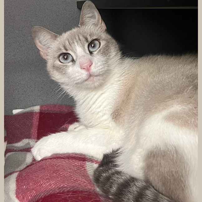Coco - Female Snowshoe Mix Cat in QLD - PetRescue
