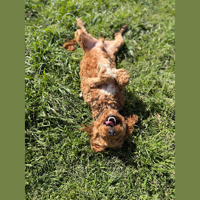 Bentley - Small Male Cavoodle Mix Dog in VIC - PetRescue