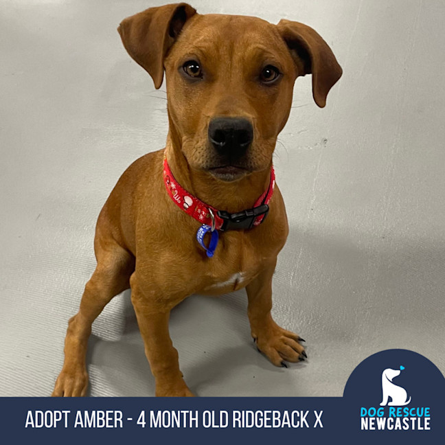 Amber - 4 Month Old Ridgeback X - Medium Female Rhodesian Ridgeback Dog ...