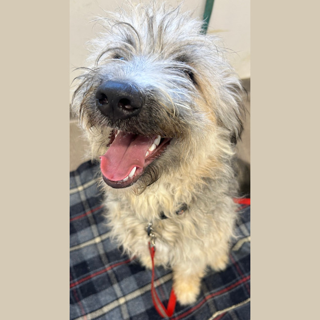 Winston - Medium Male Soft Coated Wheaten Terrier Mix Dog in QLD - PetRescue