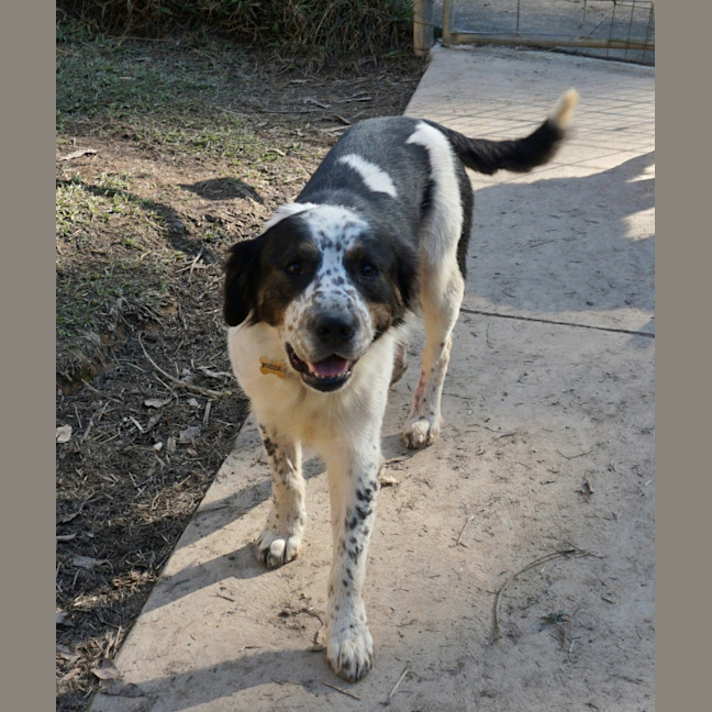 Otis - Large Male Australian Cattle Dog x Border Collie x English ...