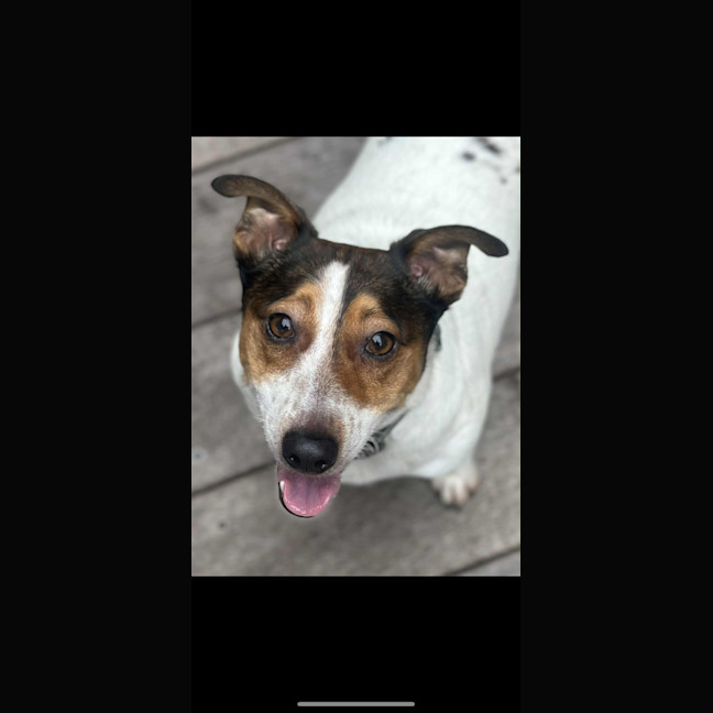 Snug - Small Male Jack Russell Terrier Mix Dog in VIC - PetRescue